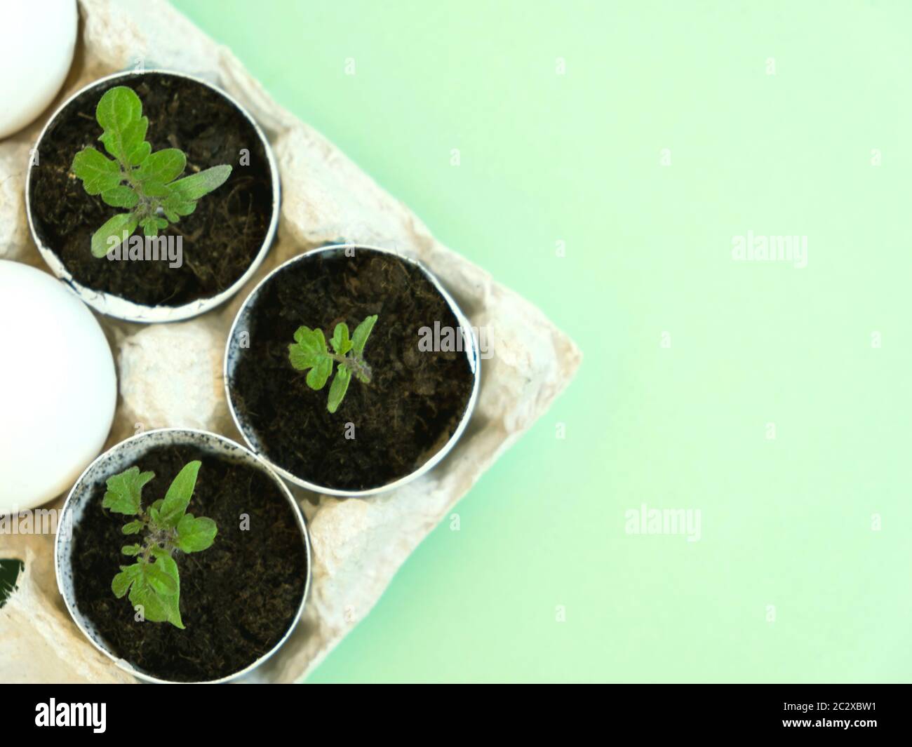 Small tomato sprout in egg shell in box near uncracked egg Stock Photo ...