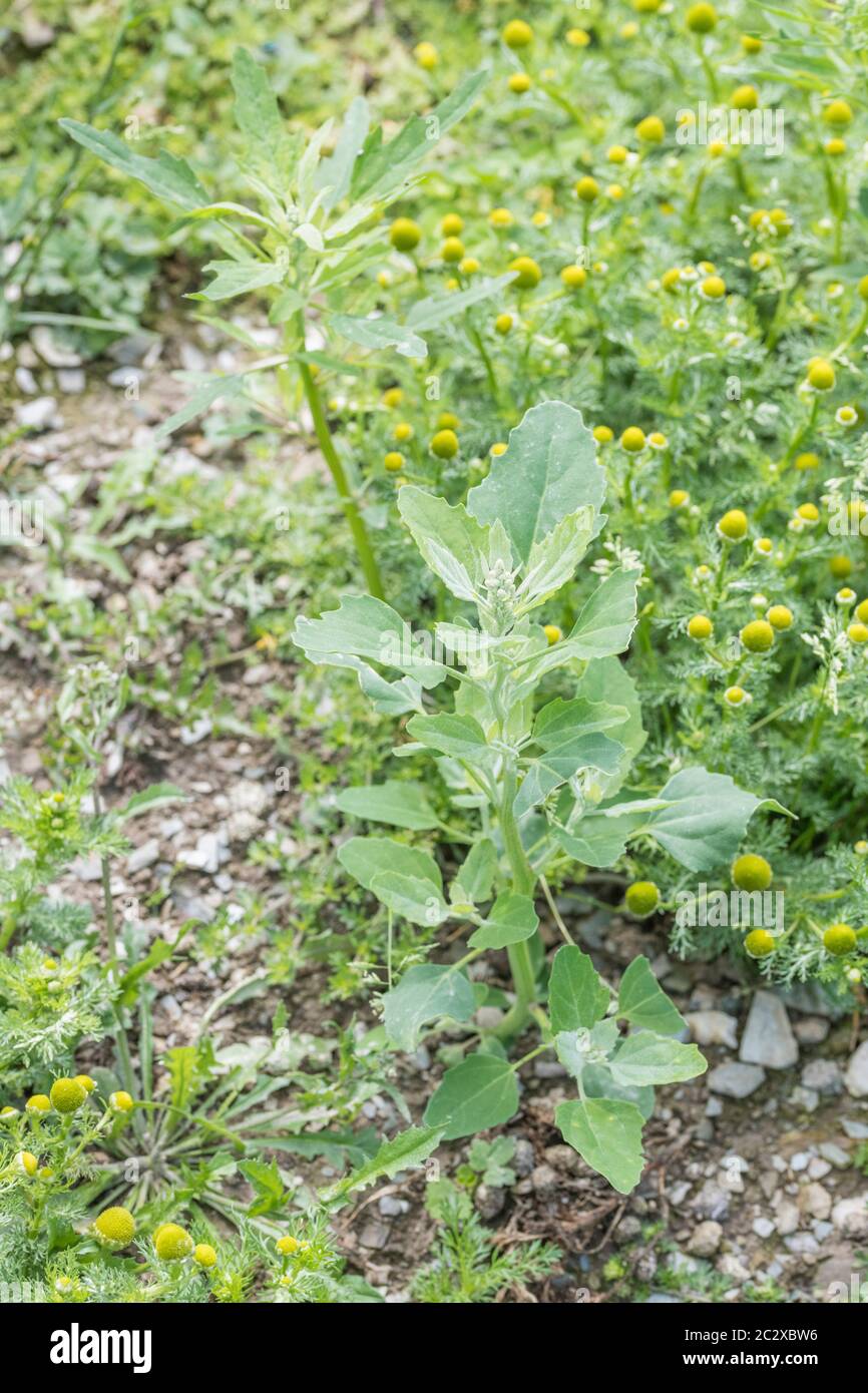 Fat hen weed hi-res stock photography and images - Alamy