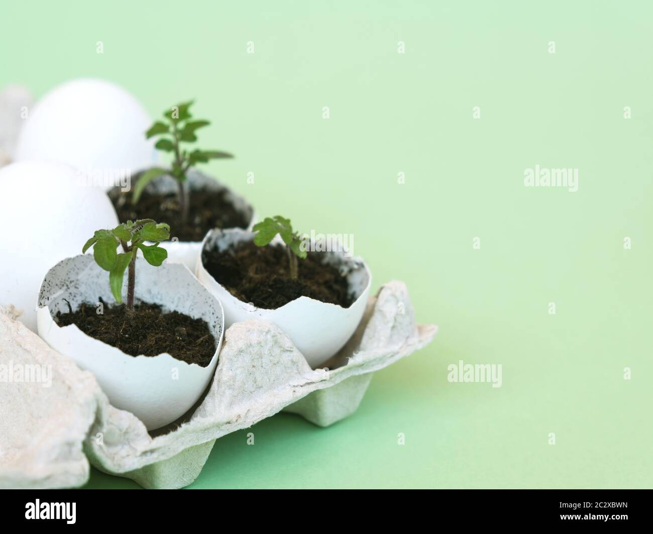 Small tomato sprout in egg shell in box on green background Stock Photo ...