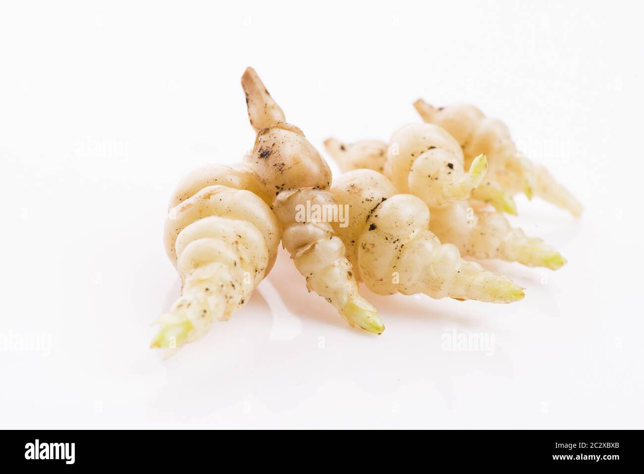 Stachys affinis Cut Out Stock Images & Pictures - Alamy