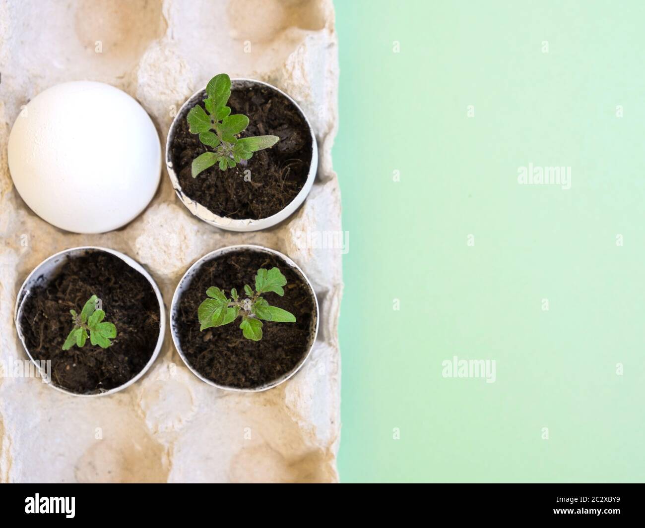 Small tomato sprout in egg shell in box near uncracked egg Stock Photo ...
