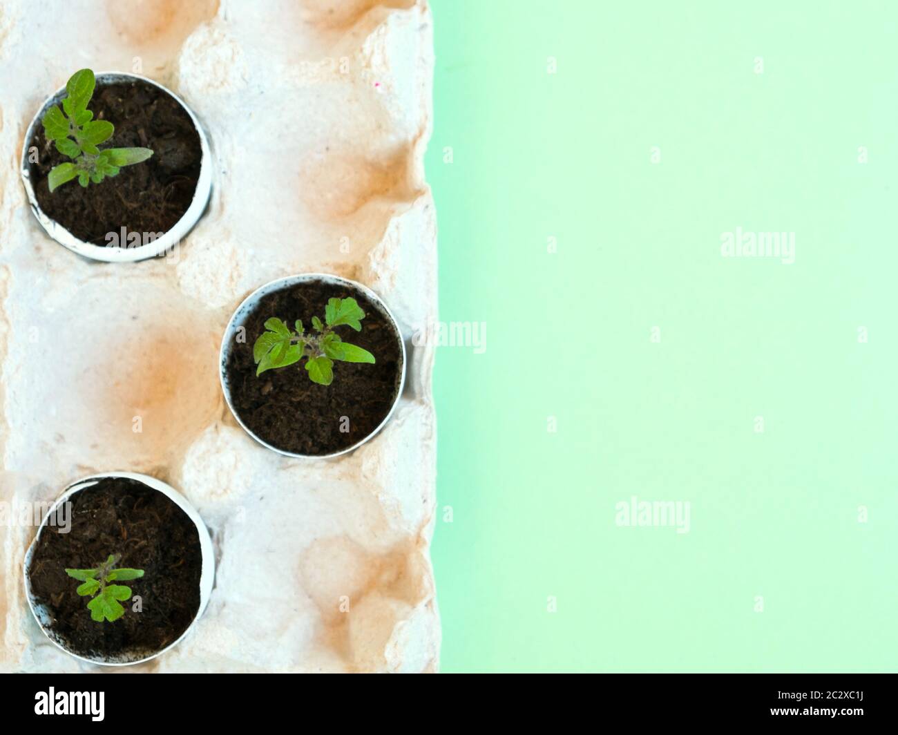 Small tomato sprout in egg shell in box on green background Stock Photo ...