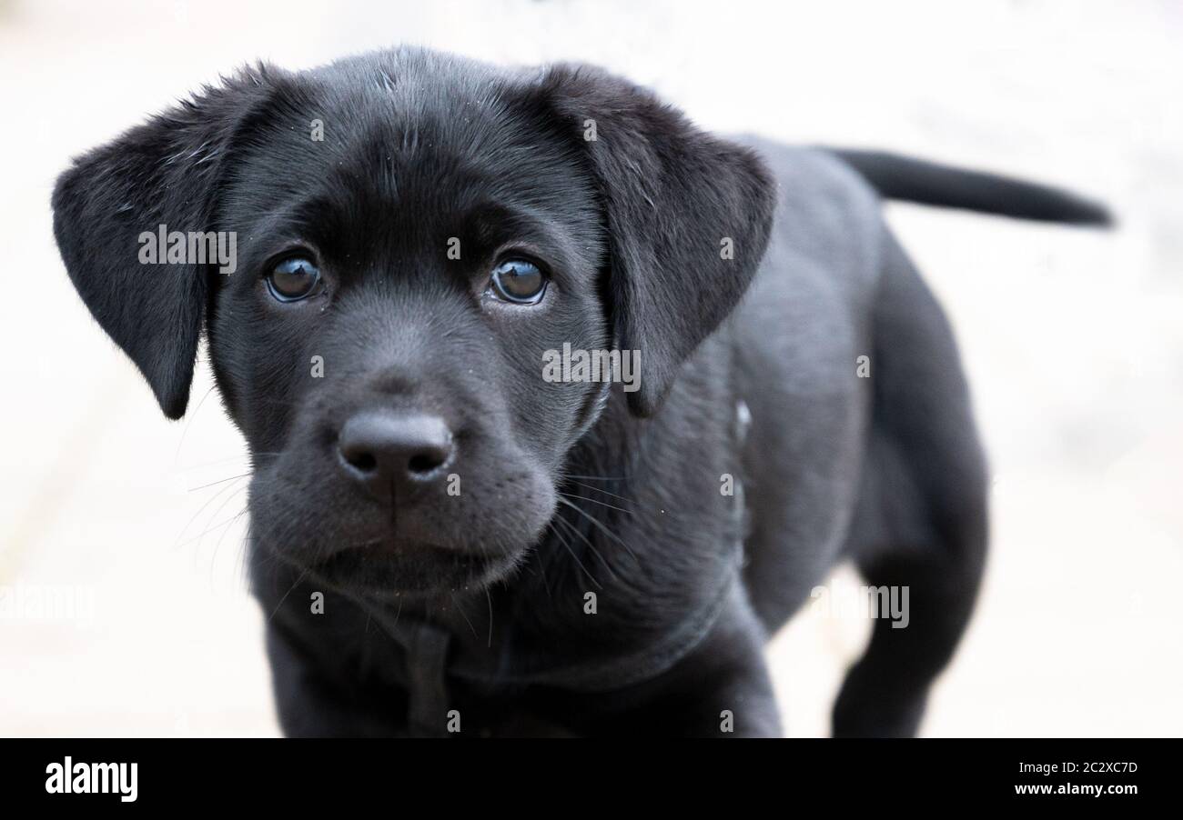 A pure bred black Labrador retriever puppy playing outside Stock Photo ...
