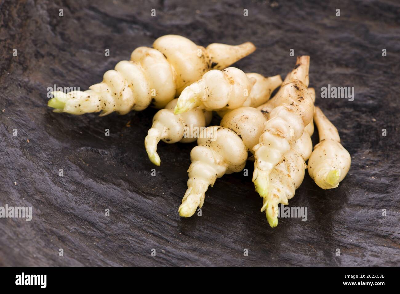 Crosne or chinese artichoke stachys affinis hi-res stock photography ...
