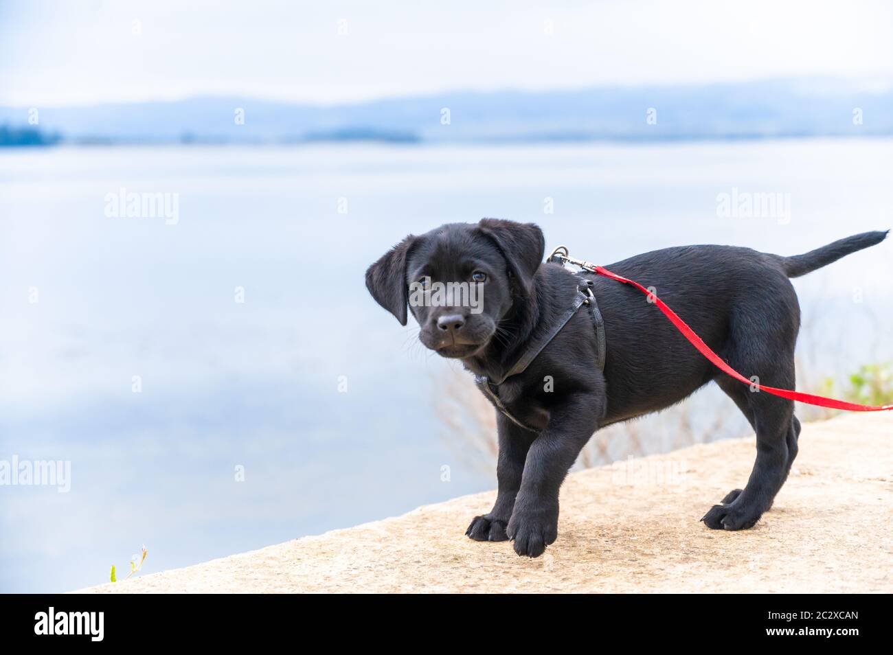A pure bred black Labrador retriever puppy playing outside Stock Photo ...