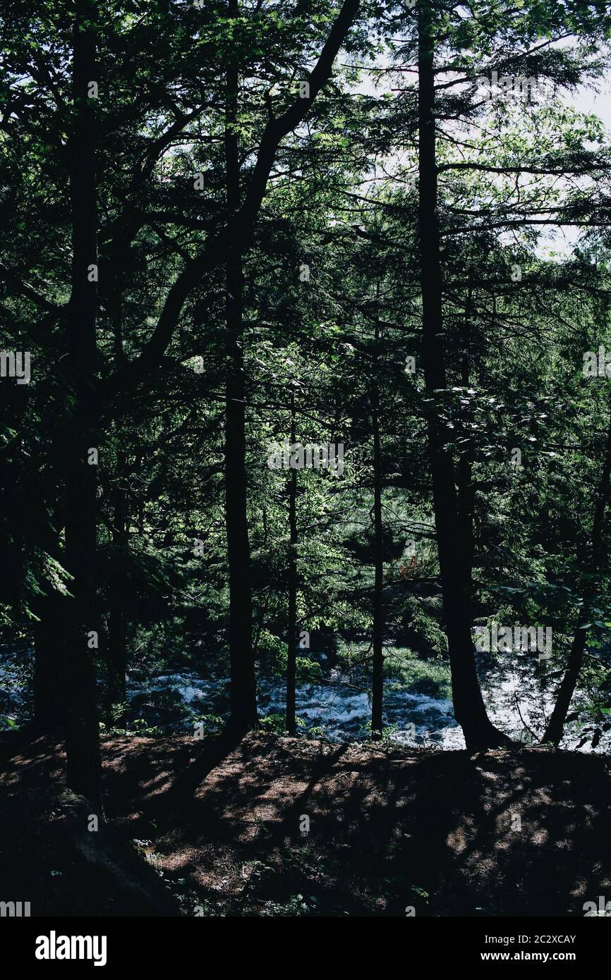 Tall Trees Overlooking Water Stock Photo - Alamy