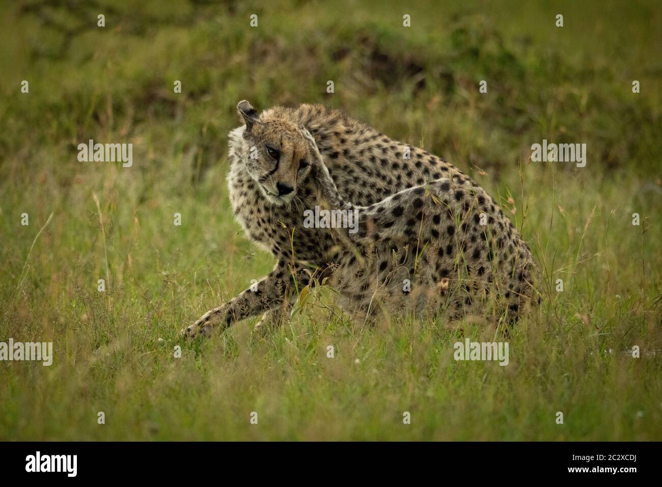 Female cheetah scratches herself behind the ear Stock Photo - Alamy