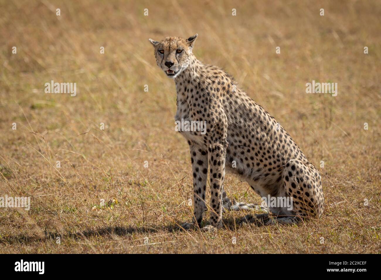 Female cheetah sits on grassland turning head Stock Photo - Alamy