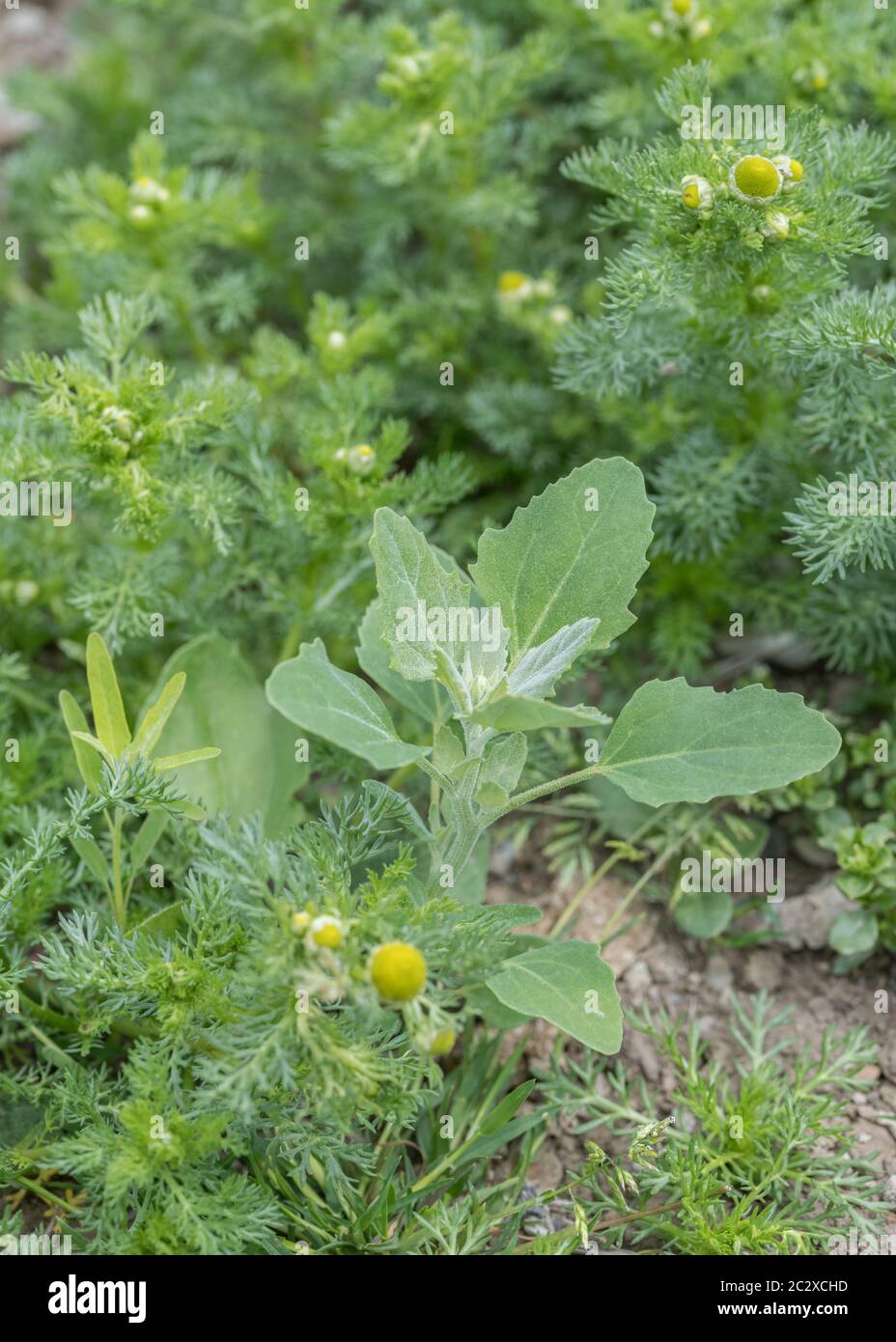 Leaves of agricultural weed Fat-Hen / Chenopodium album seen with ...