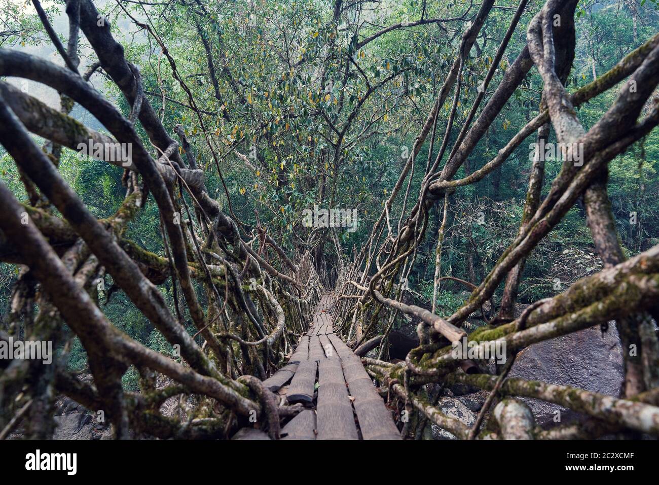 Living Root Bridge in Cherrapunjee, Meghalaya, India Stock Photo - Alamy