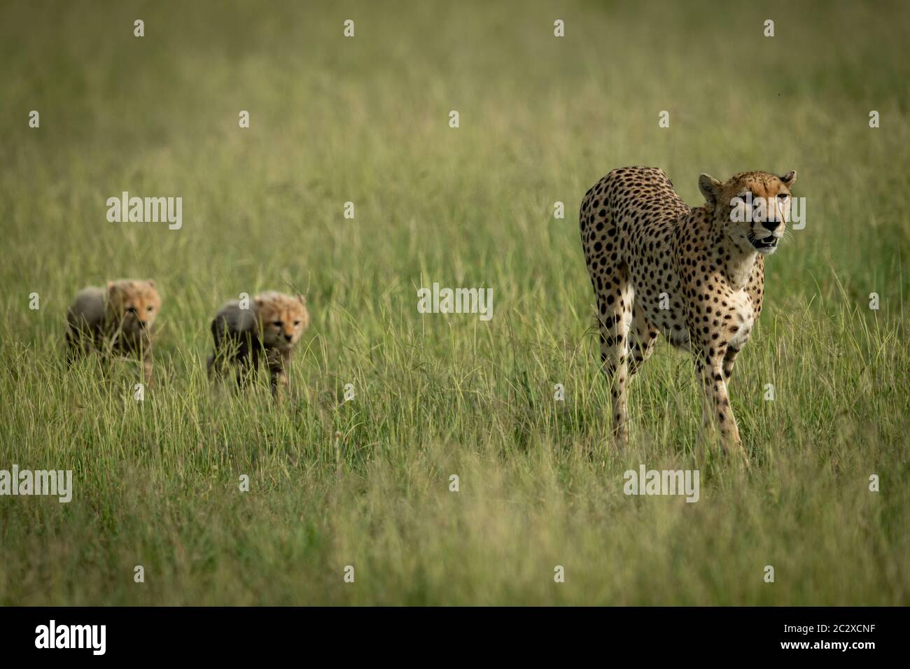 Female cheetah crosses grassland followed by cubs Stock Photo - Alamy