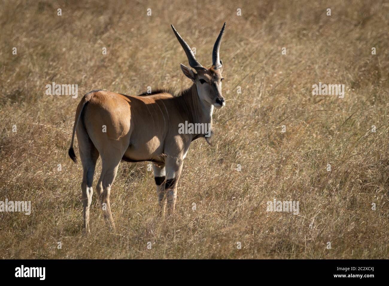 Eland stands turning head to watch camera Stock Photo - Alamy