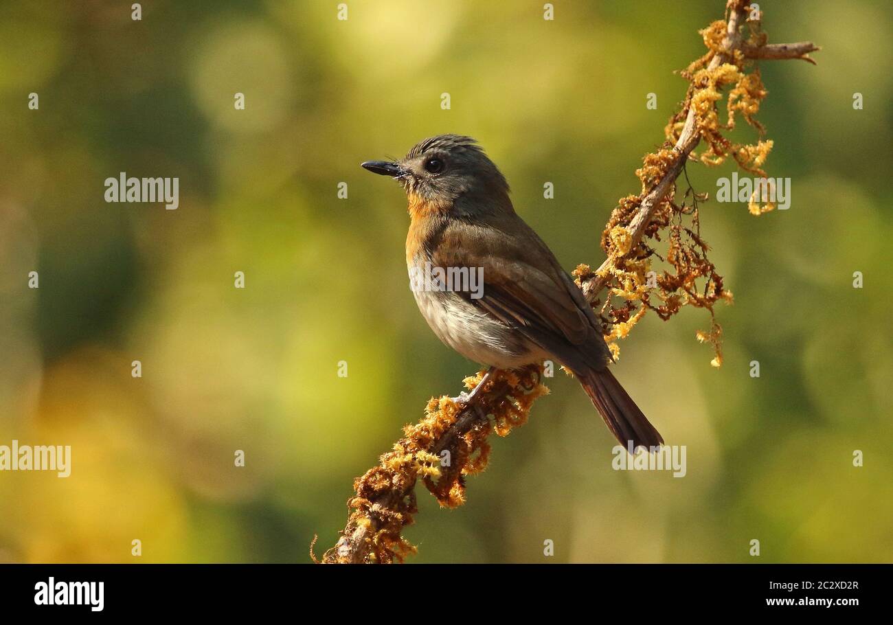 White Bellied Blue Flycatcher
