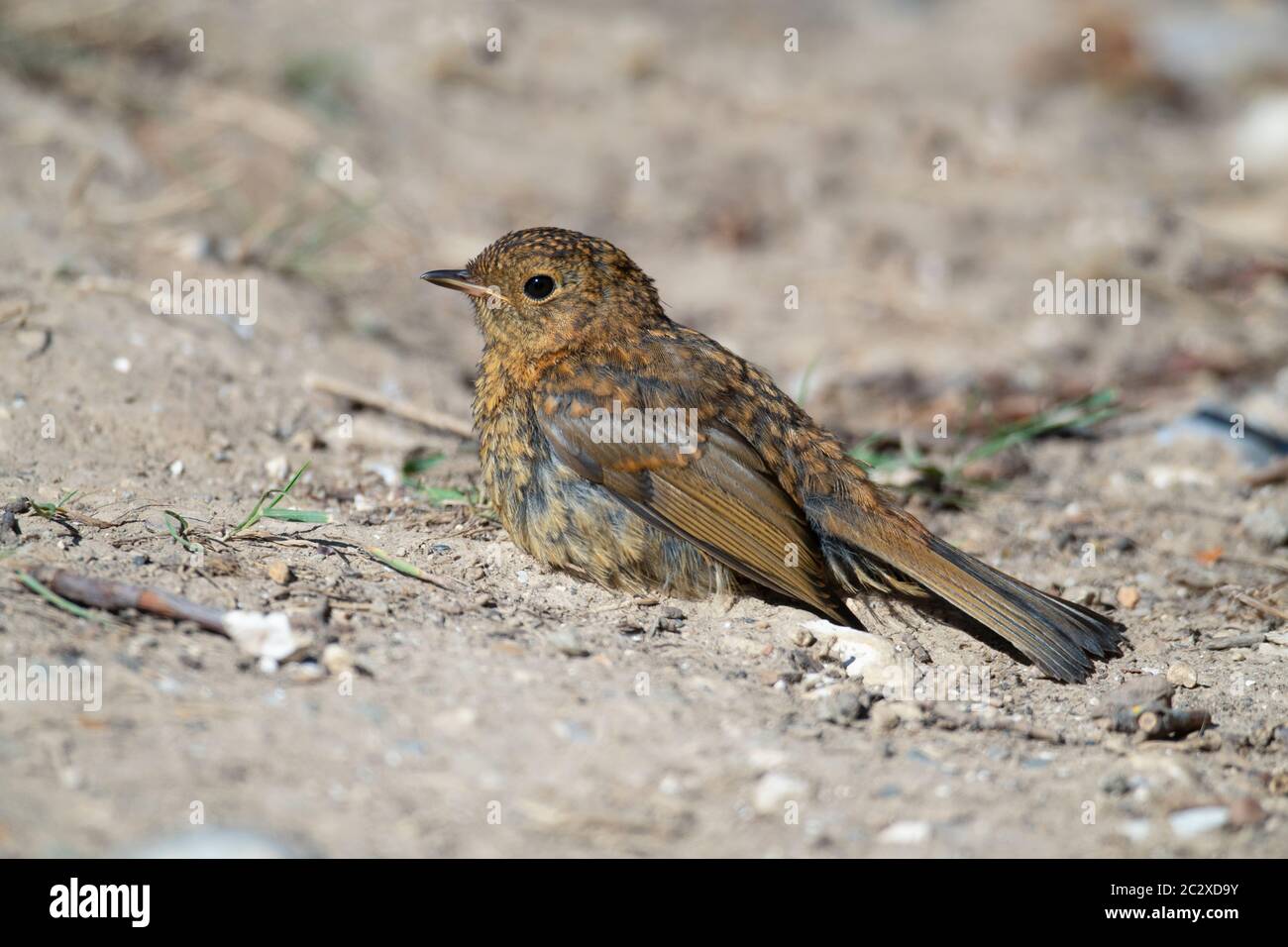 Juvenile robin hi-res stock photography and images - Alamy
