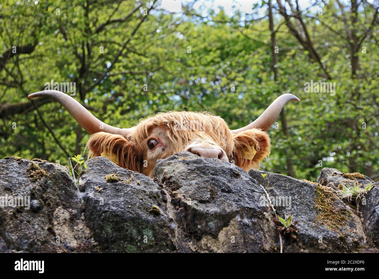 Highland Cow peeps over dry stone wall Stock Photo - Alamy