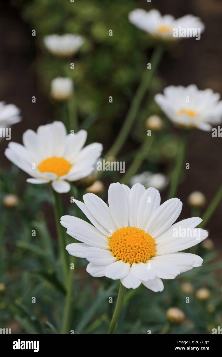 Argyranthemum hi-res stock photography and images - Alamy