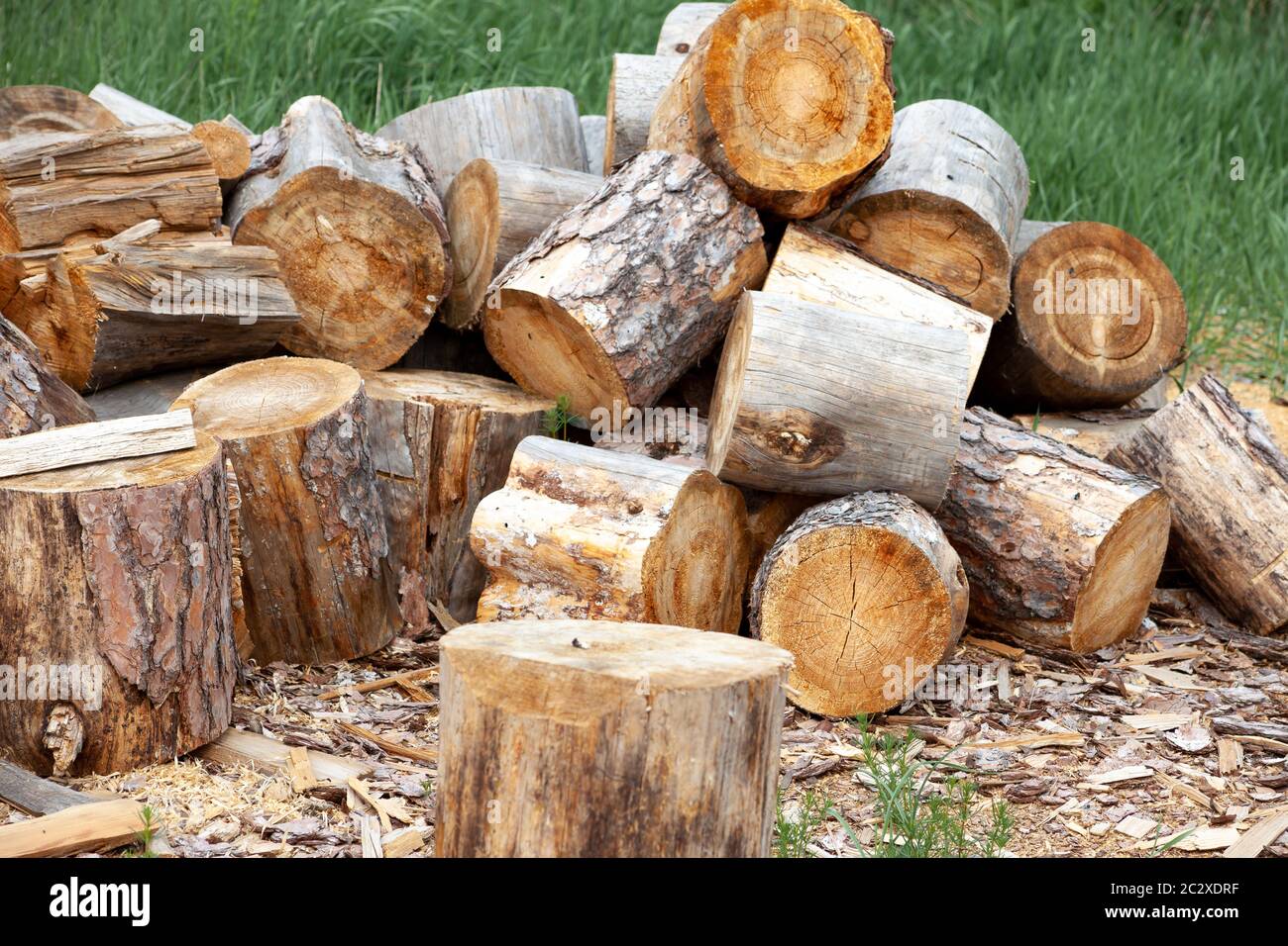 Tree trunks trunk trees hi-res stock photography and images - Alamy