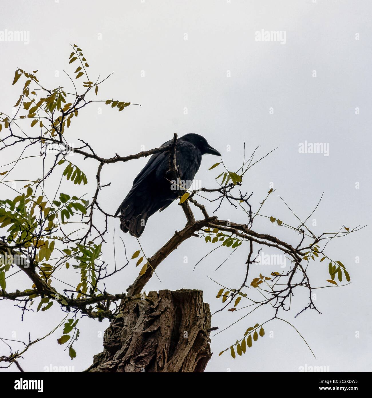 Common raven (Corvus corax), also known as northern raven in Ham ...