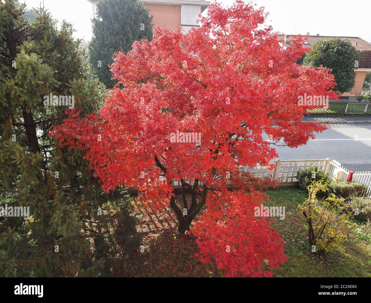 red maple acer (Acer Rubrum) aka swamp maple, water maple or soft maple ...