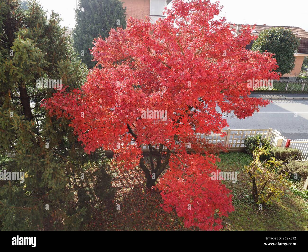 red maple acer (Acer Rubrum) aka swamp maple, water maple or soft maple ...