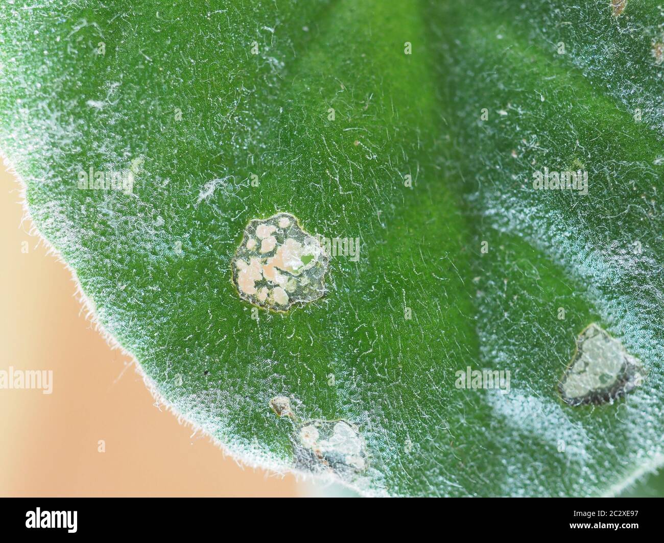 houseplant leaf damaged by chewing caterpillar insect Stock Photo - Alamy