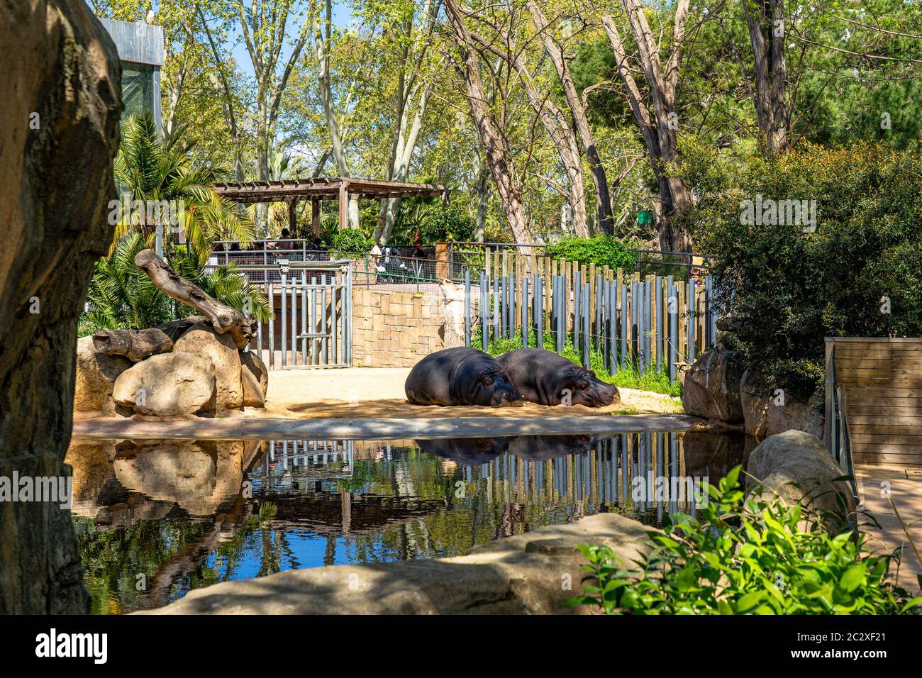 Common hippopotamus (Hippopotamus amphibius) in Barcelona Zoo Stock ...