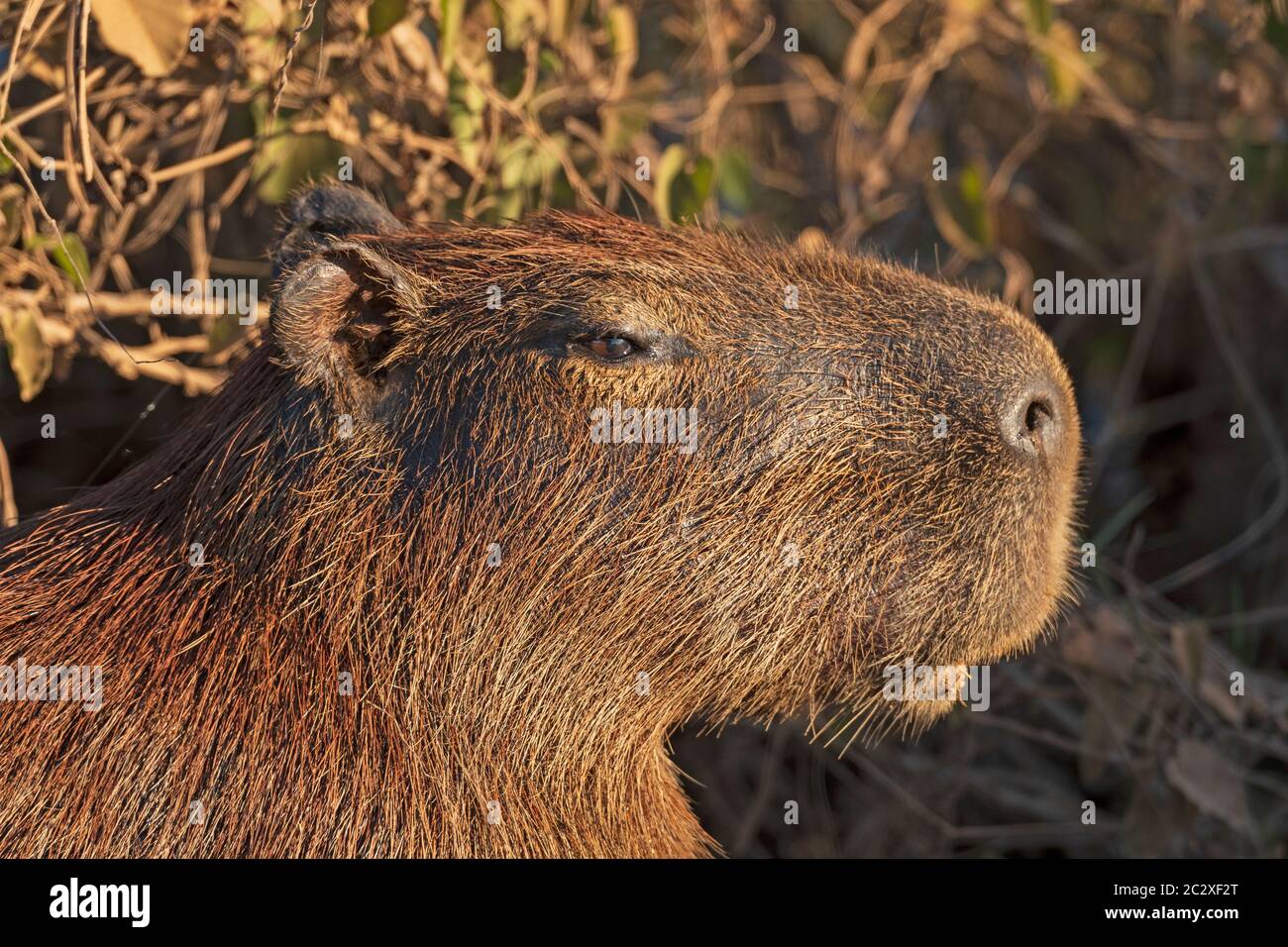 Head Details of a Capybara along the Pantanal Highway in Brazil Stock ...