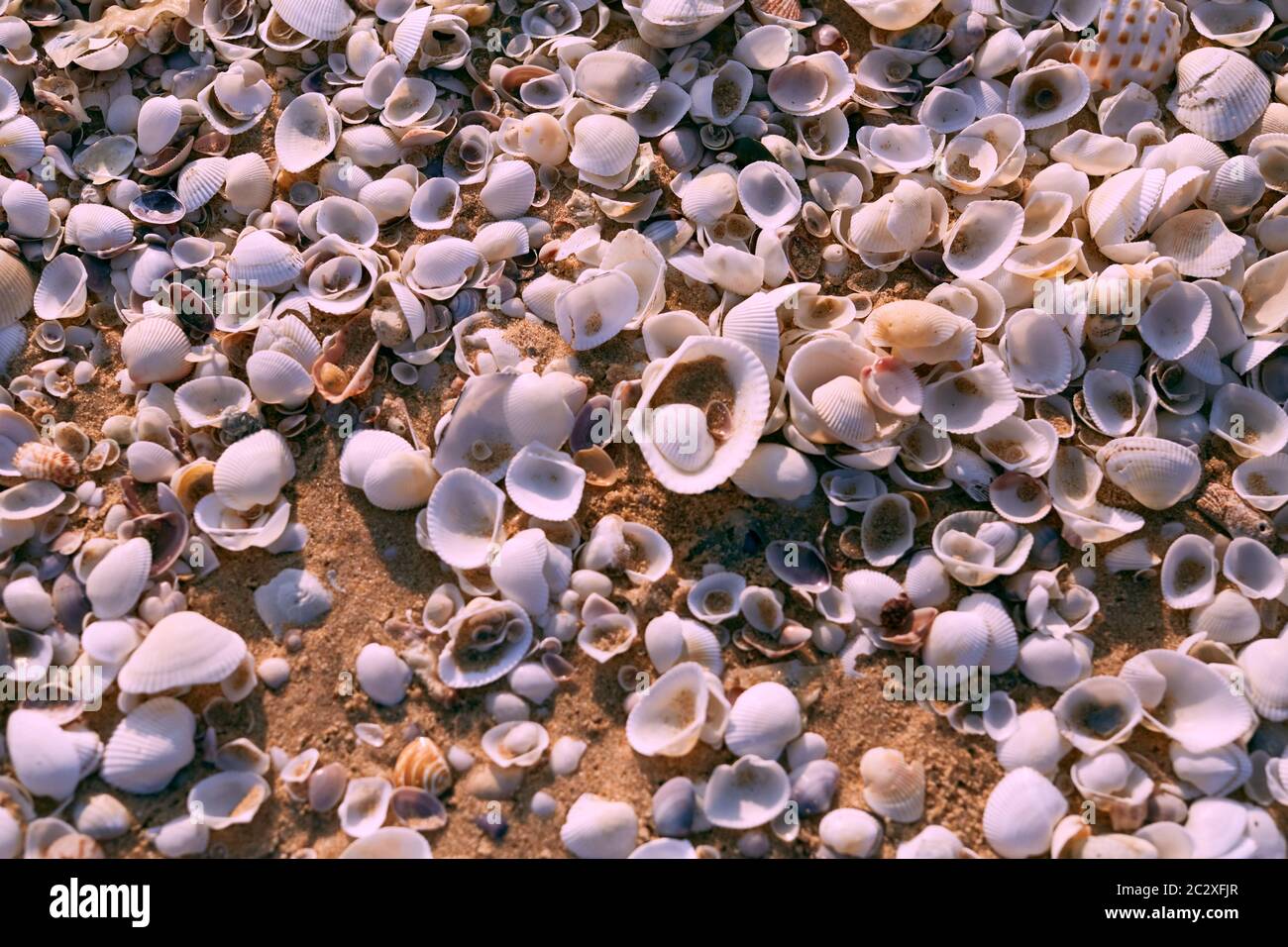 Seashells as background, sea shells collection Stock Photo - Alamy