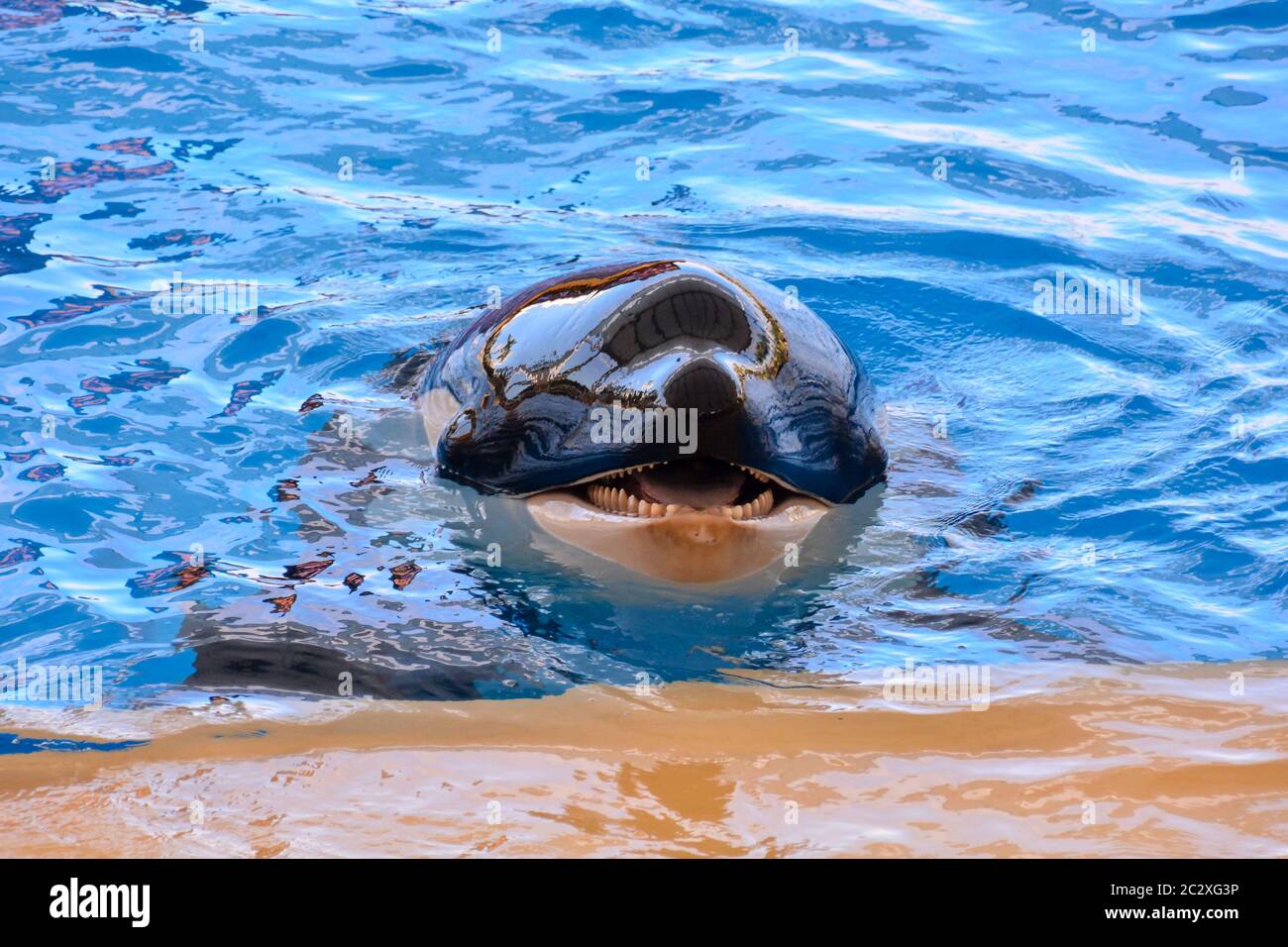 Photo Picture of a Mammal Orca Killer Whale Fish Stock Photo - Alamy