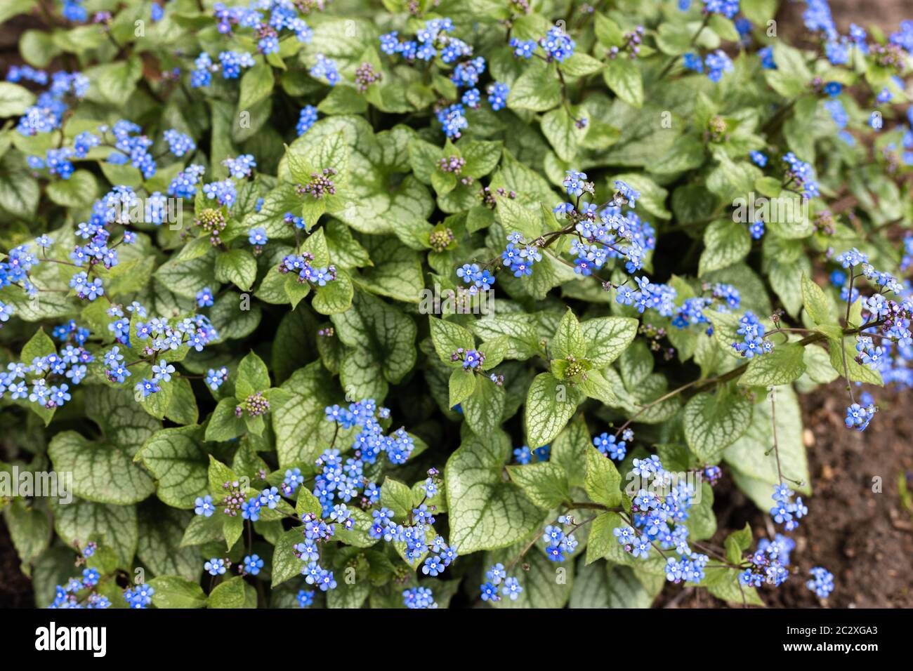 Little blue flowers in the garden. Beautiful forgetmenot flowers Stock ...
