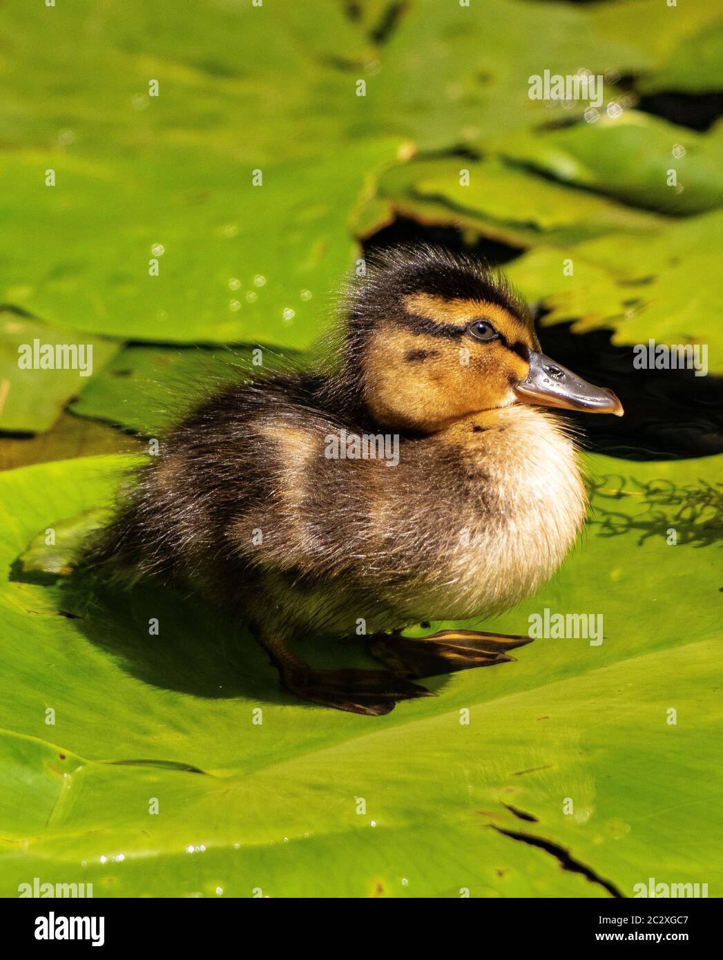 Duckling on lily pad hi-res stock photography and images - Alamy