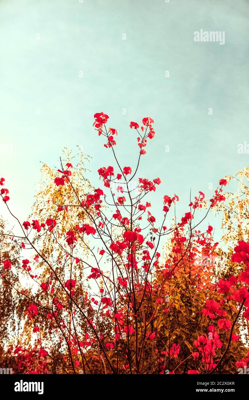 Beautiful autumn landscape background, vintage nature scene in fall ...