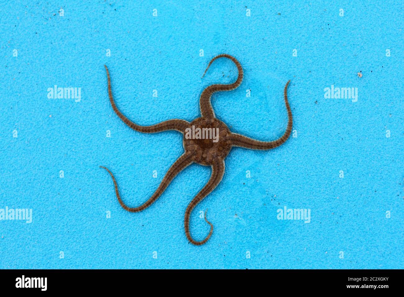 Ophiura Ophiura High Resolution Stock Photography and Images - Alamy