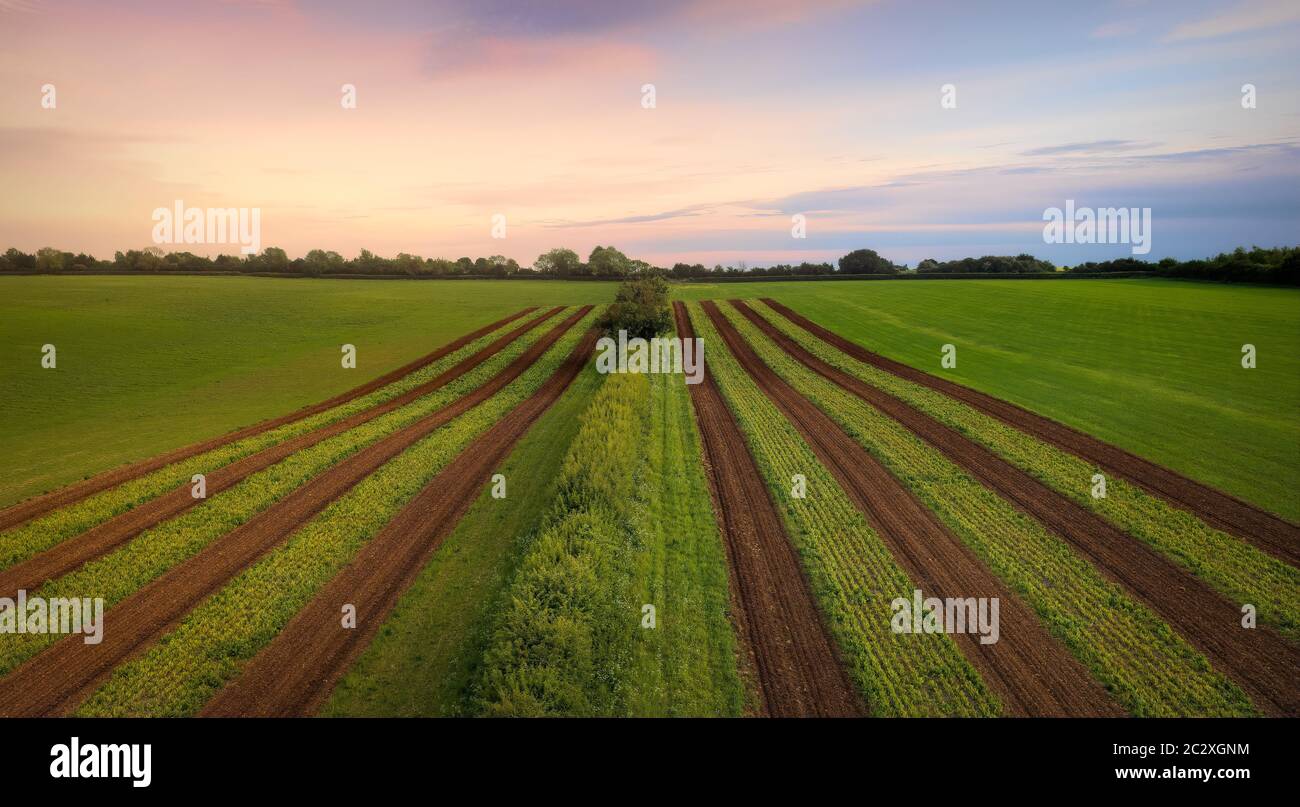 Strips field hi-res stock photography and images - Alamy