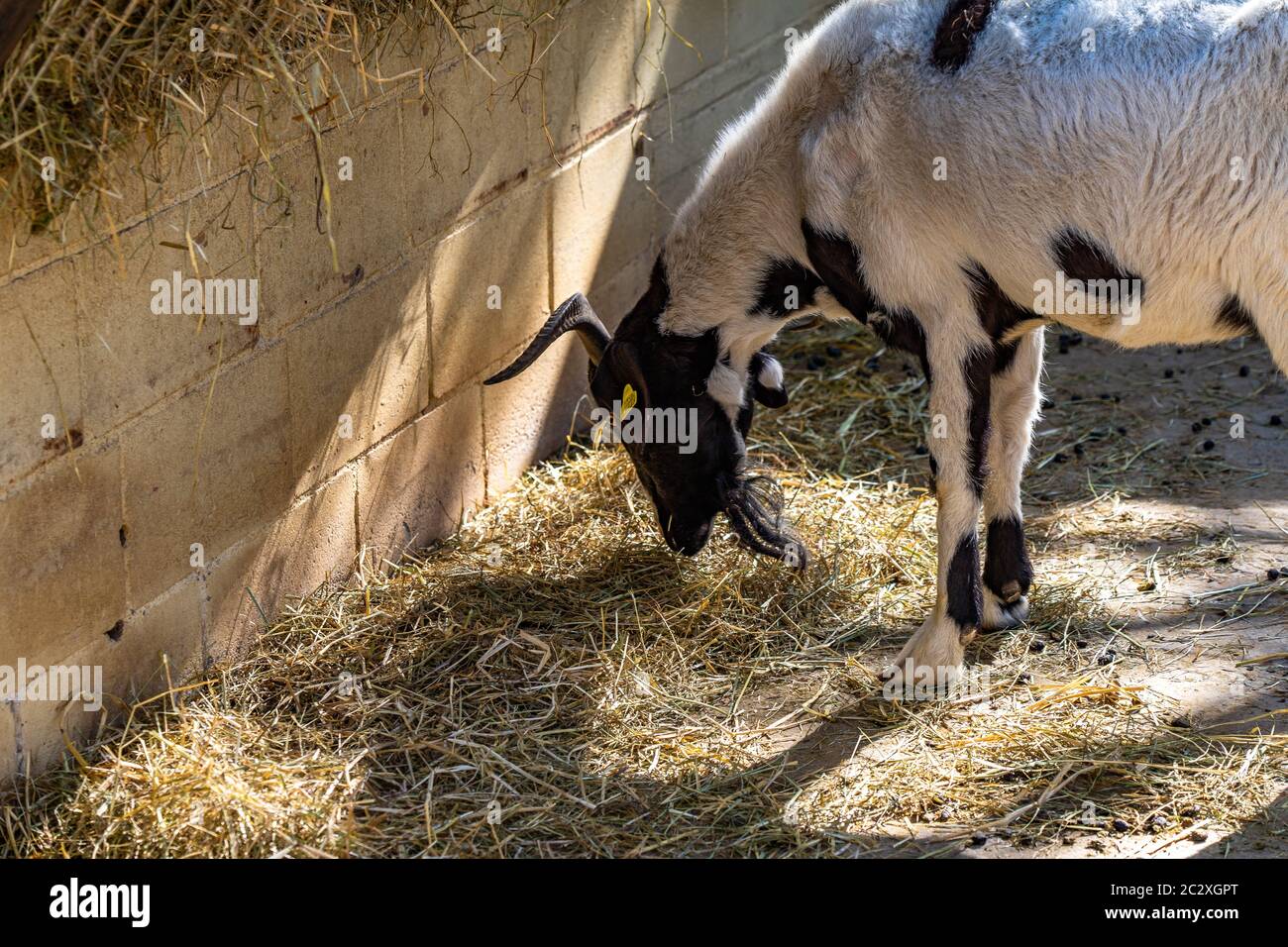 Goat (Capra aegagrus hircus) in zoo Barcelona Stock Photo - Alamy