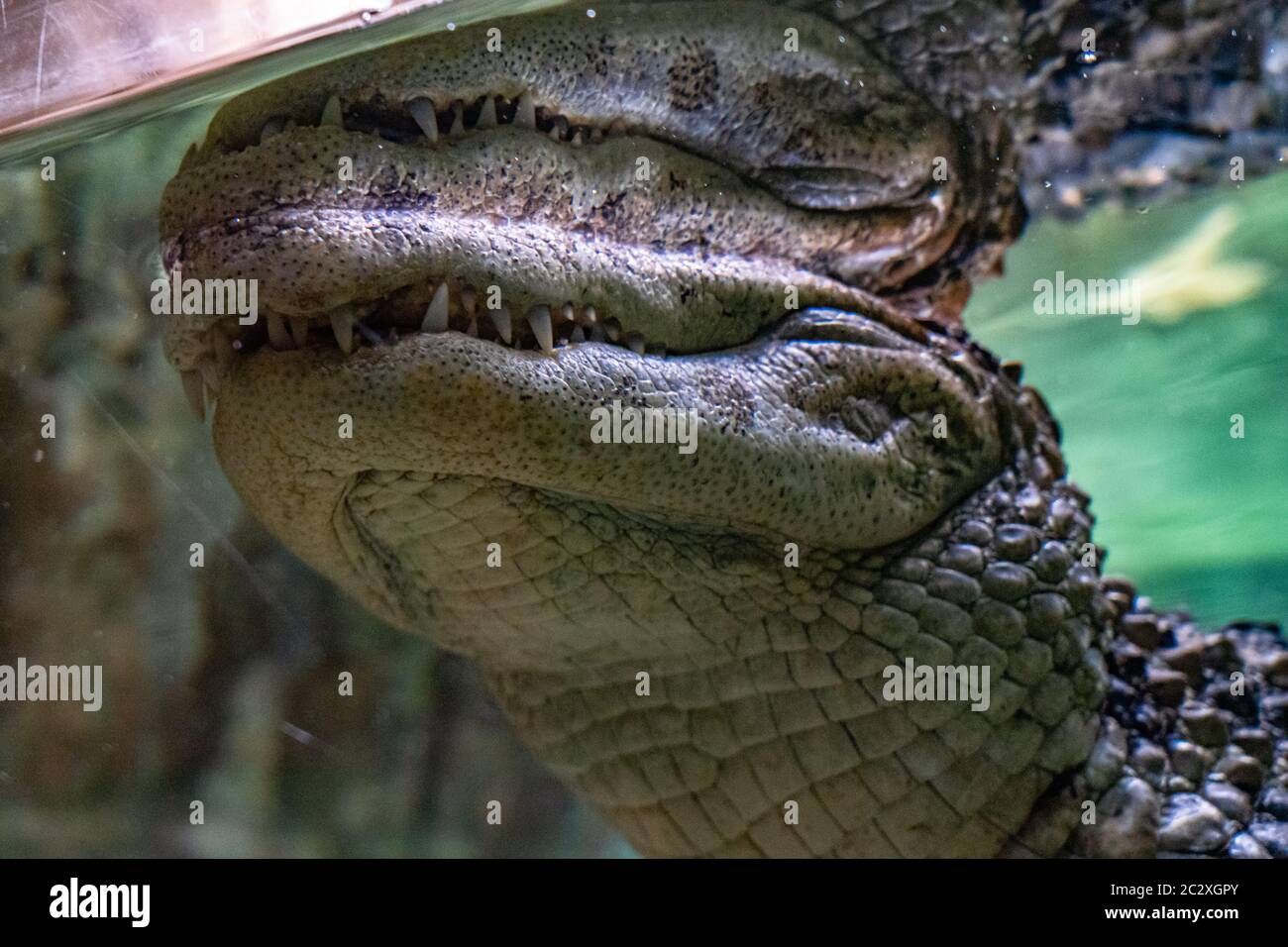 Broad snouted caiman (Caiman latirostris) in zoo Barcelona Stock Photo ...
