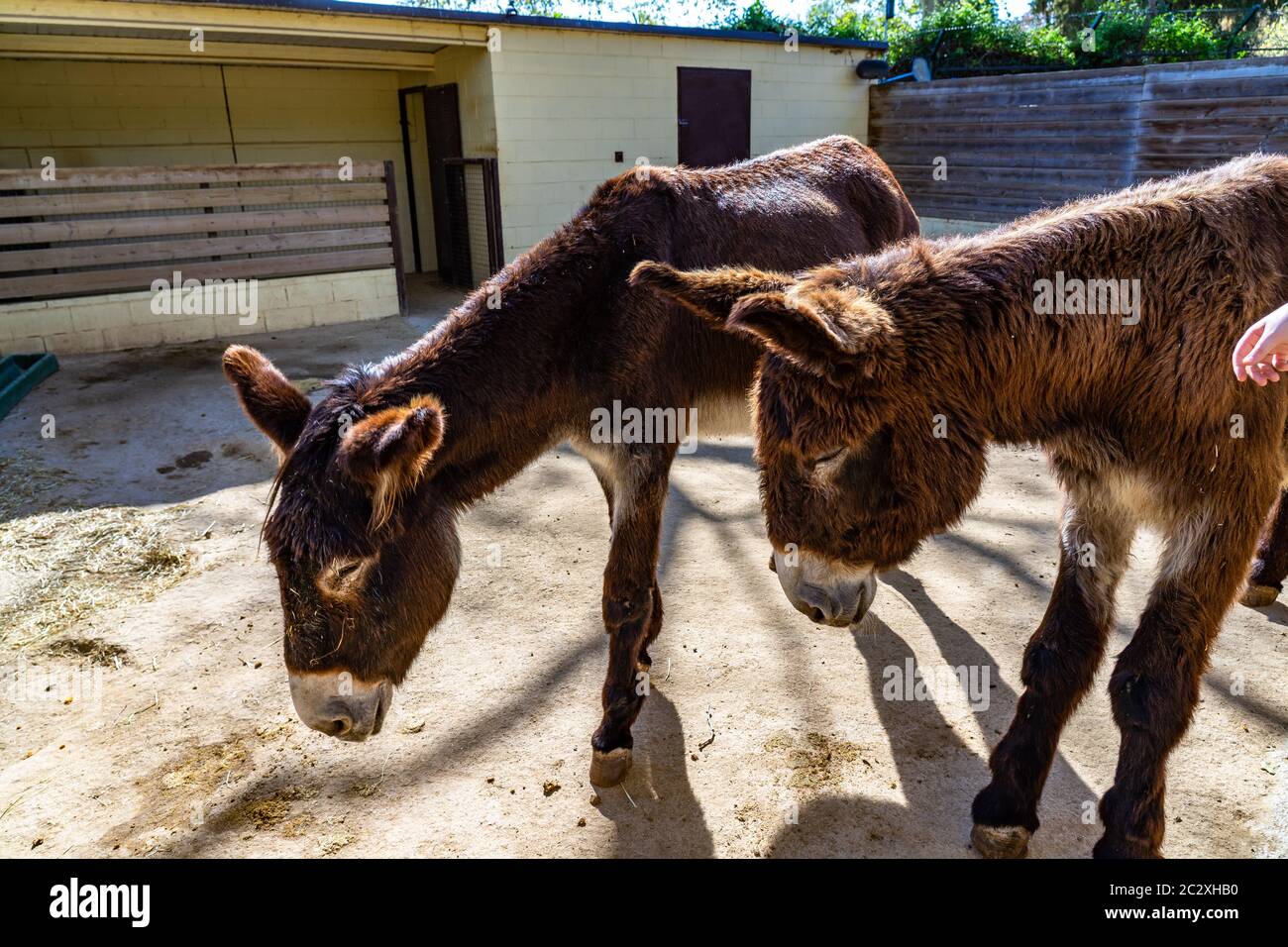 Catalan donkey (Equus africanus asinus) in zoo Barcelona Stock Photo ...
