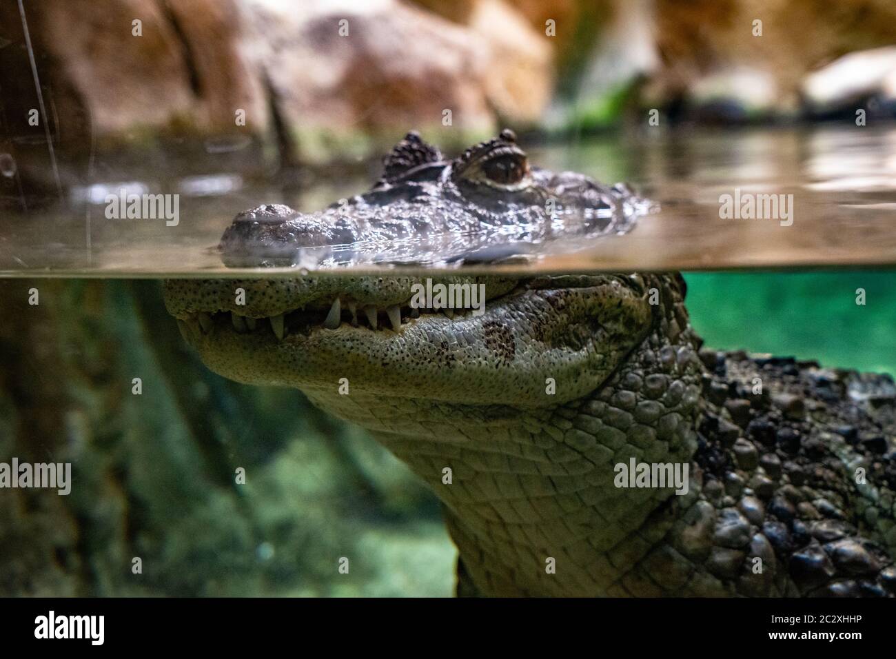 Broad snouted caiman (Caiman latirostris) in zoo Barcelona Stock Photo ...