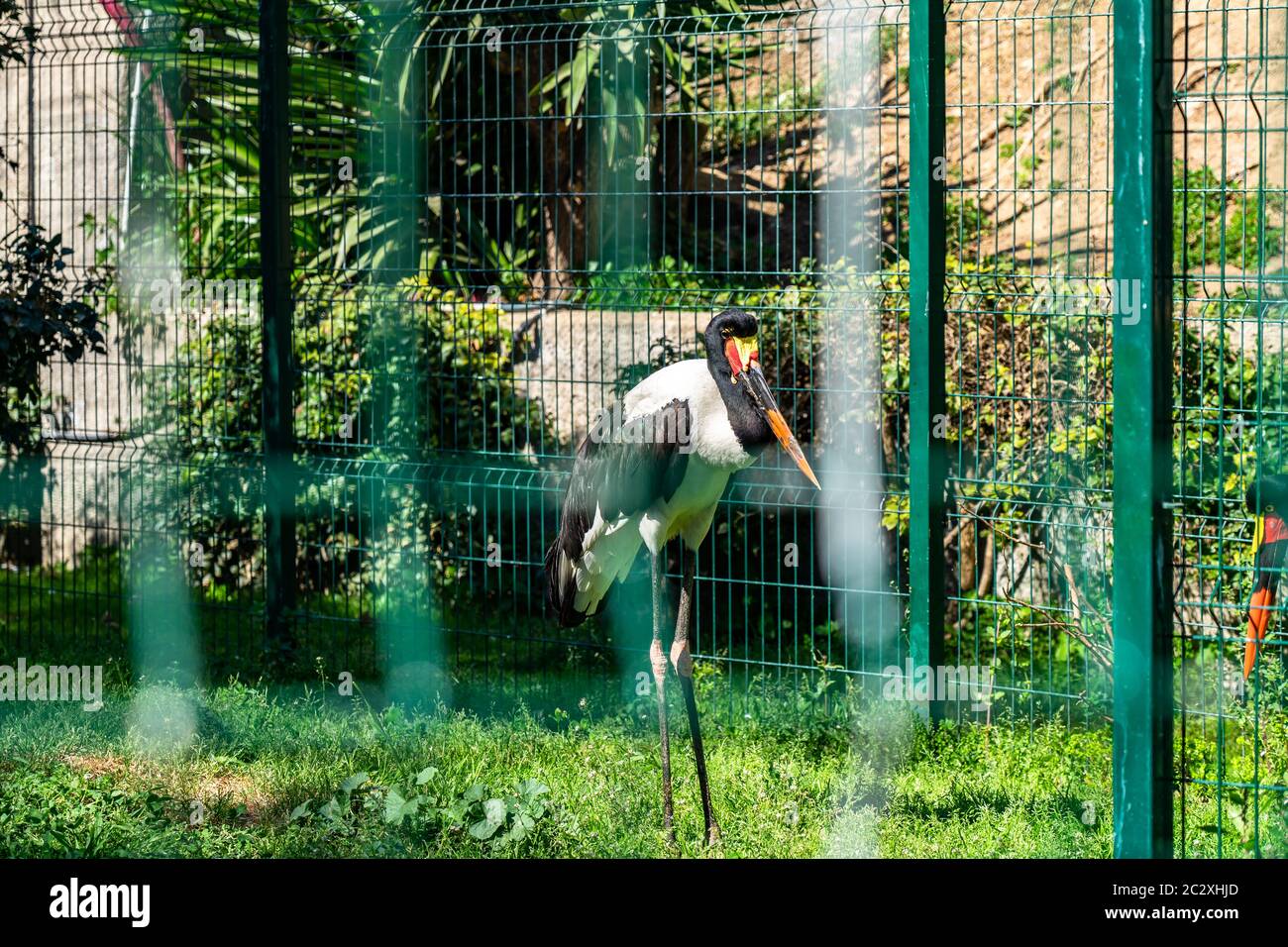 Saddle billed stork (Ephippiorhynchus senegalensis) in zoo Barcelona ...