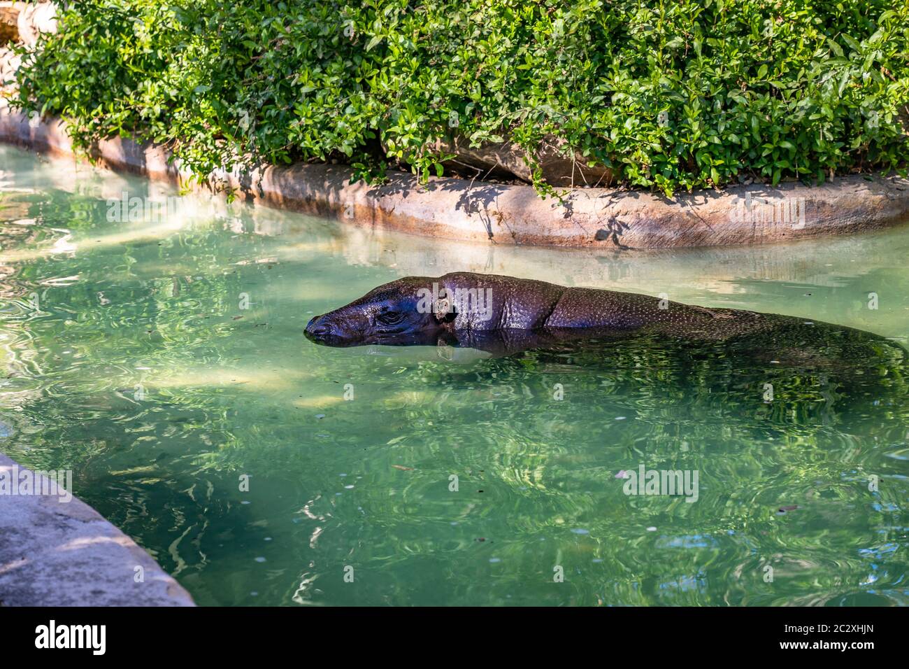 Pygmy hippopotamus (Choeropsis liberiensis) in zoo Barcelona Stock ...