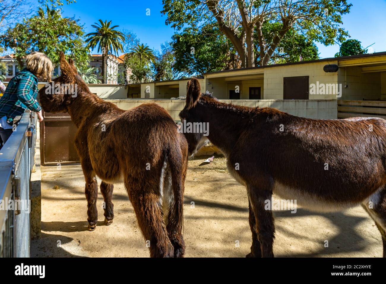 Catalan donkey hi-res stock photography and images - Alamy