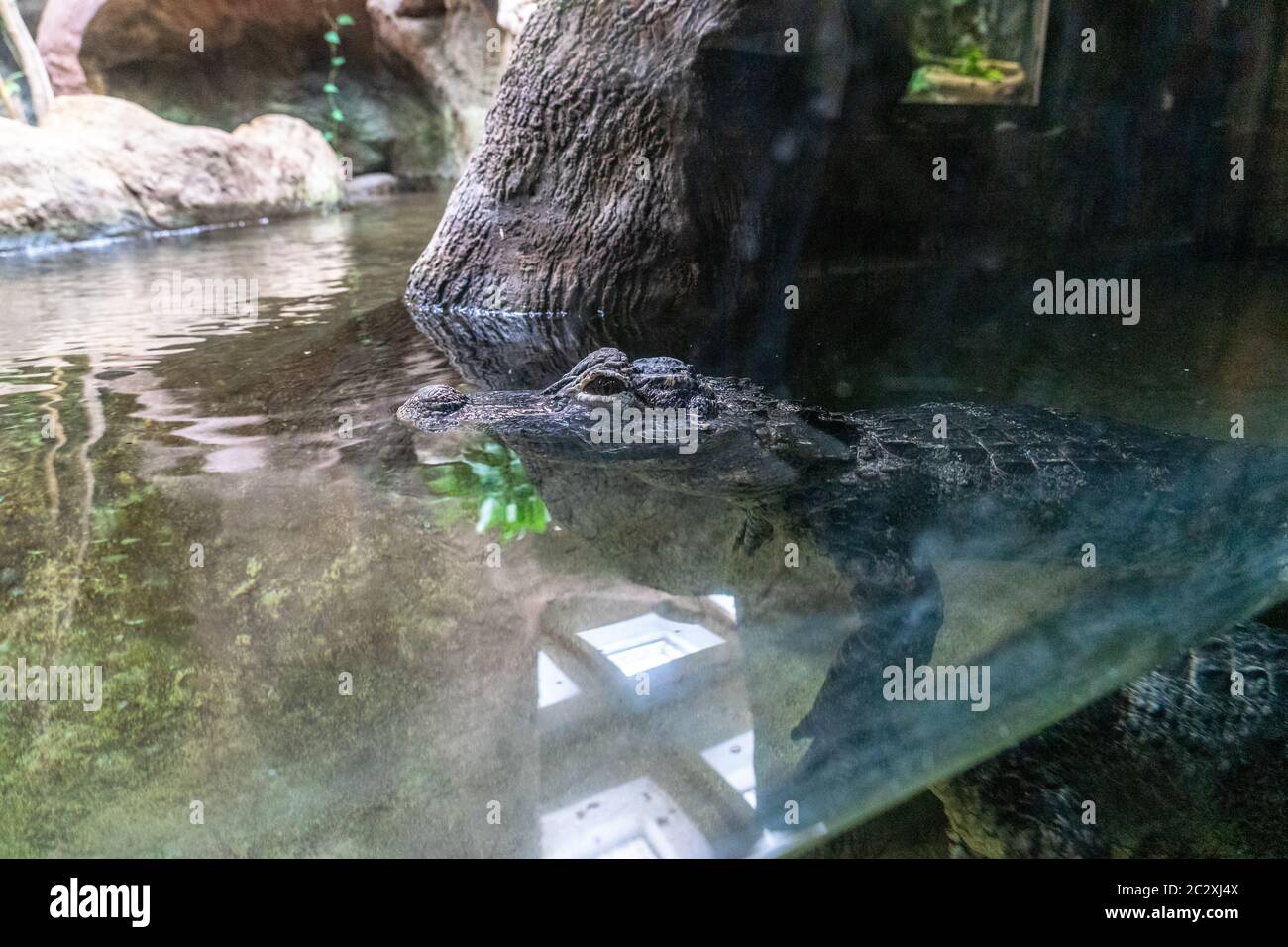 Alligator Caiman Crocodile reptile in zoo Barcelona Stock Photo - Alamy