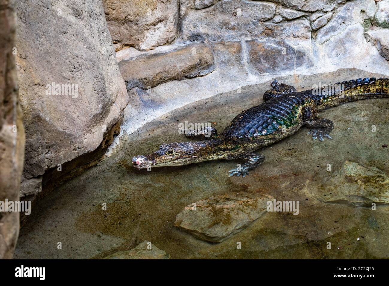Cuvier dwarf caiman (Paleosuchus palpebrosus) in zoo Barcelona Stock ...