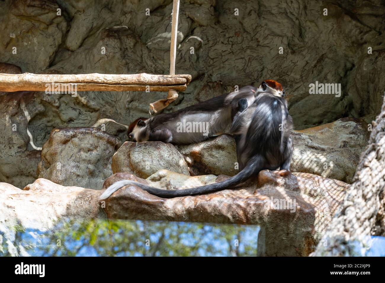 Collared mangabey zoo hi-res stock photography and images - Alamy