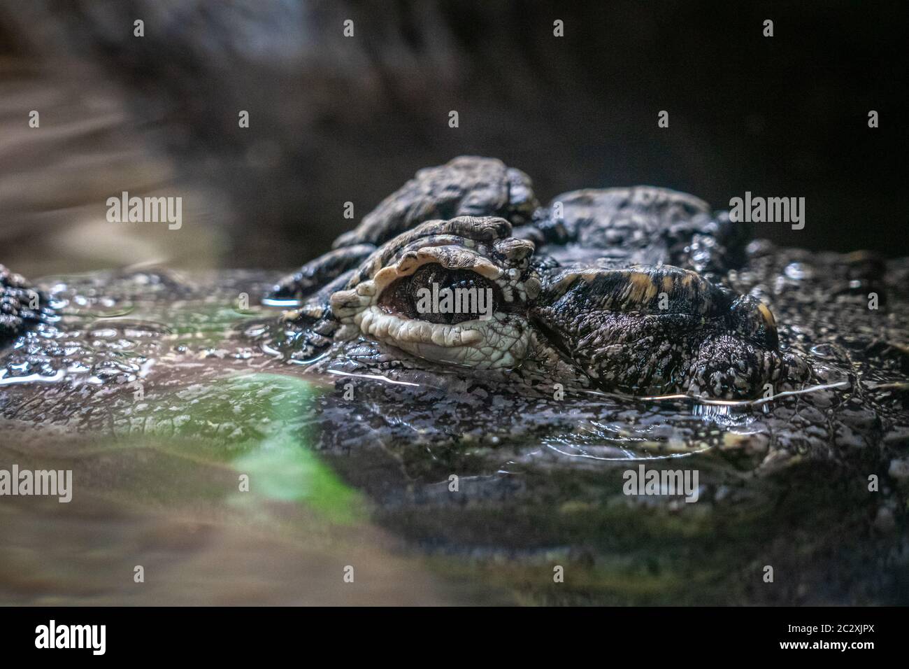 Alligator Caiman Crocodile reptile in zoo Barcelona Stock Photo - Alamy