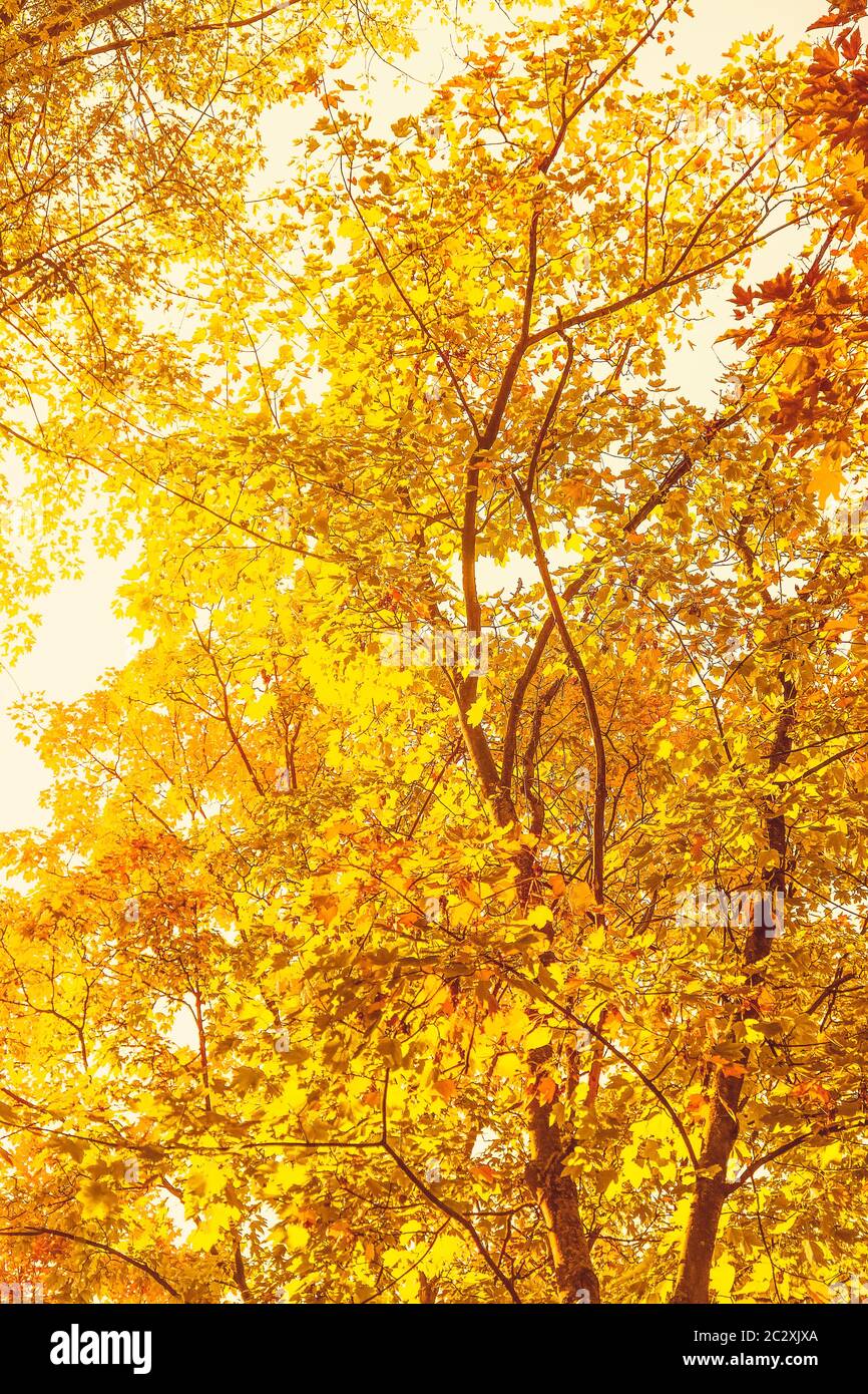 Beautiful autumn landscape background, vintage nature scene in fall ...
