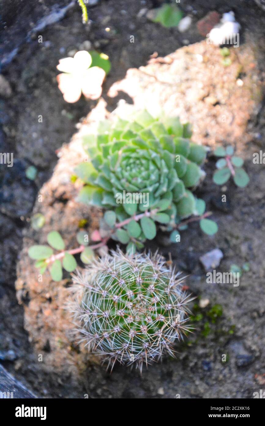 Photo Picture of a Tropical Cactus Texture Background Stock Photo - Alamy