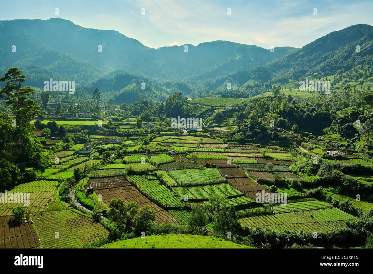 Munnar landscape, Kerala, India. December 2019 Stock Photo - Alamy