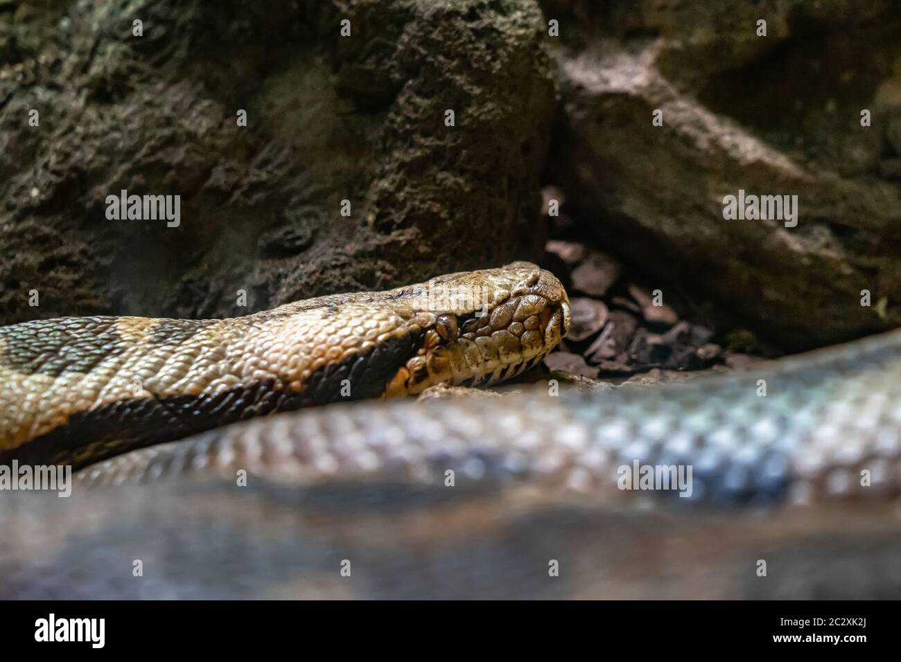Indian rock python (Python molurus molurus) in zoo Barcelona Stock ...