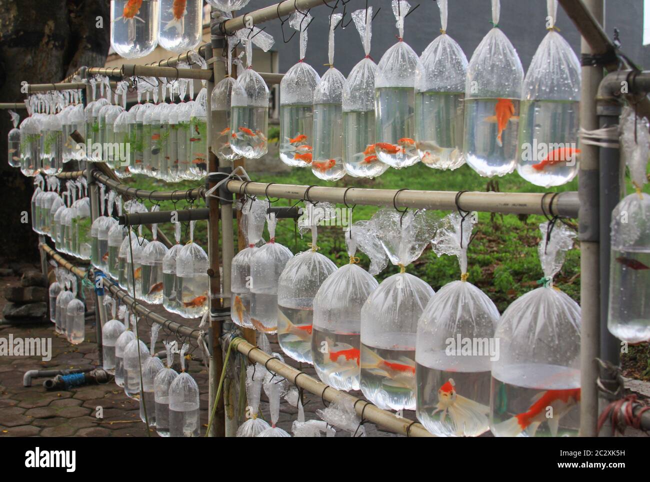 Orange goldfish in plastic bags for sale in Asia. Small aquatic ...